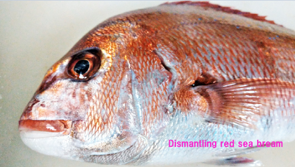 🐟🍲Red sea bream soup – maxmax cooking recipe